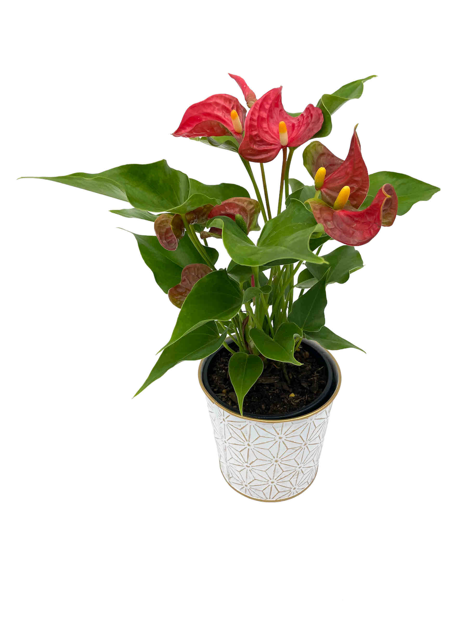 Primrue Burt Live Anthurium/Flamingo Flower/Tailflower/Laceleaf Low ...