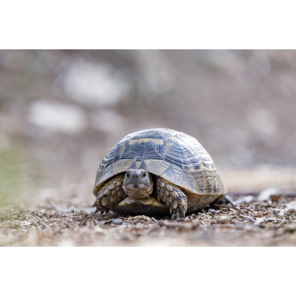 Bay Isle Home Tahoka Land Tortoise On Canvas by Funtay Photograph | Wayfair