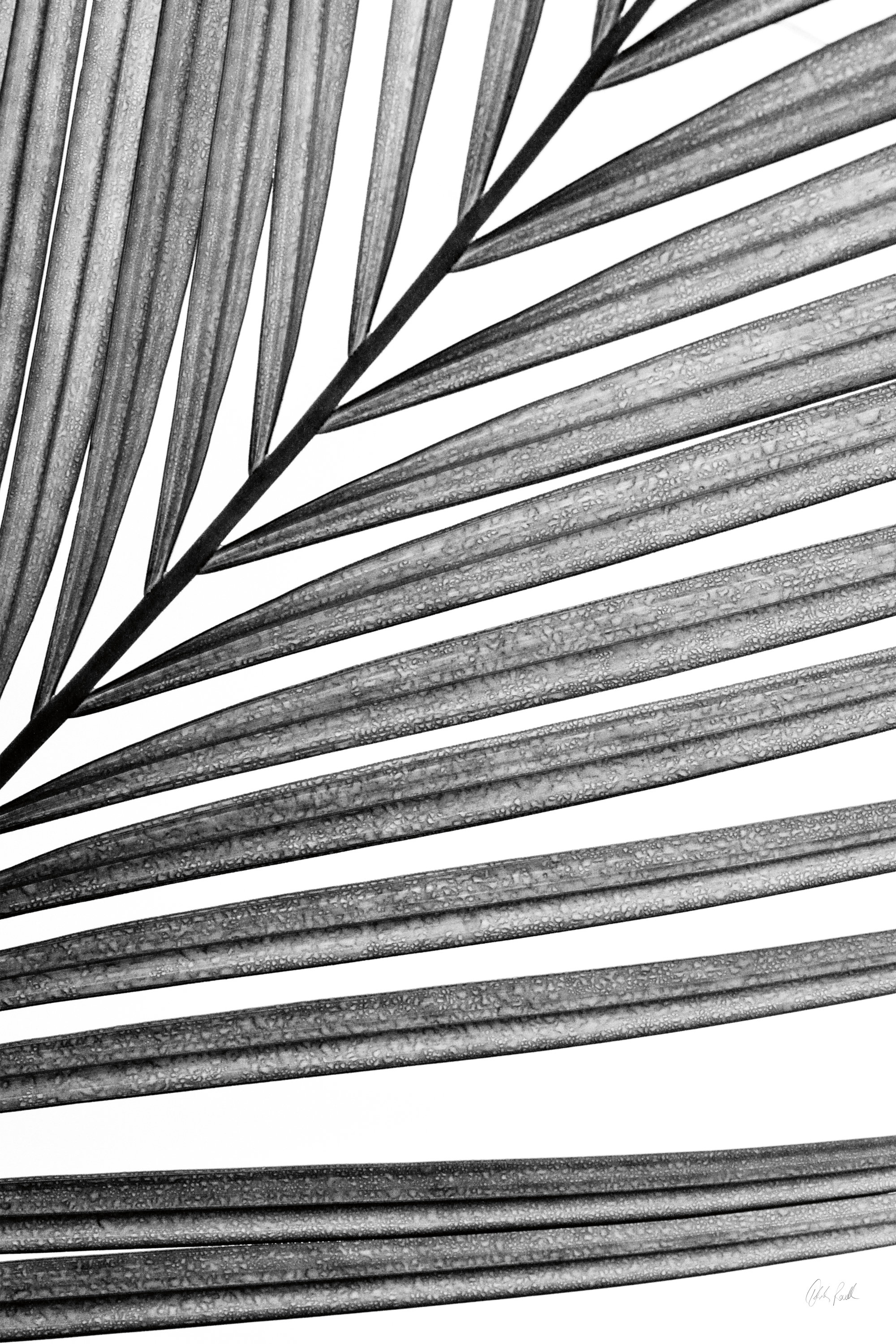 Winston Porter BW Fern III by Deborah Revell | Wayfair