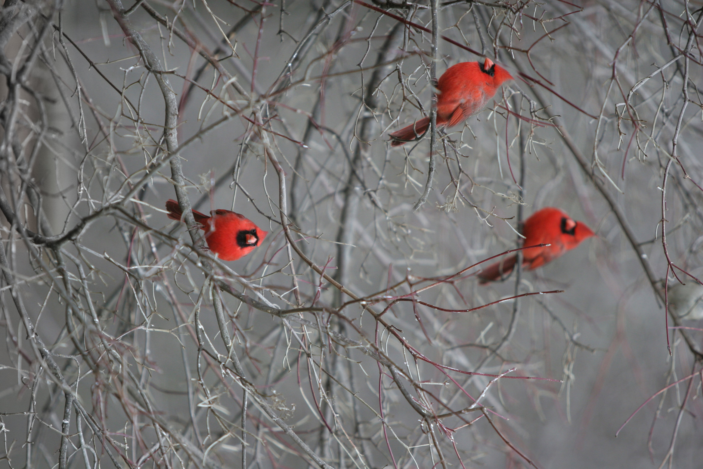 Ebern Designs Three Red Cardinals by Bobdaveant - Wrapped Canvas ...