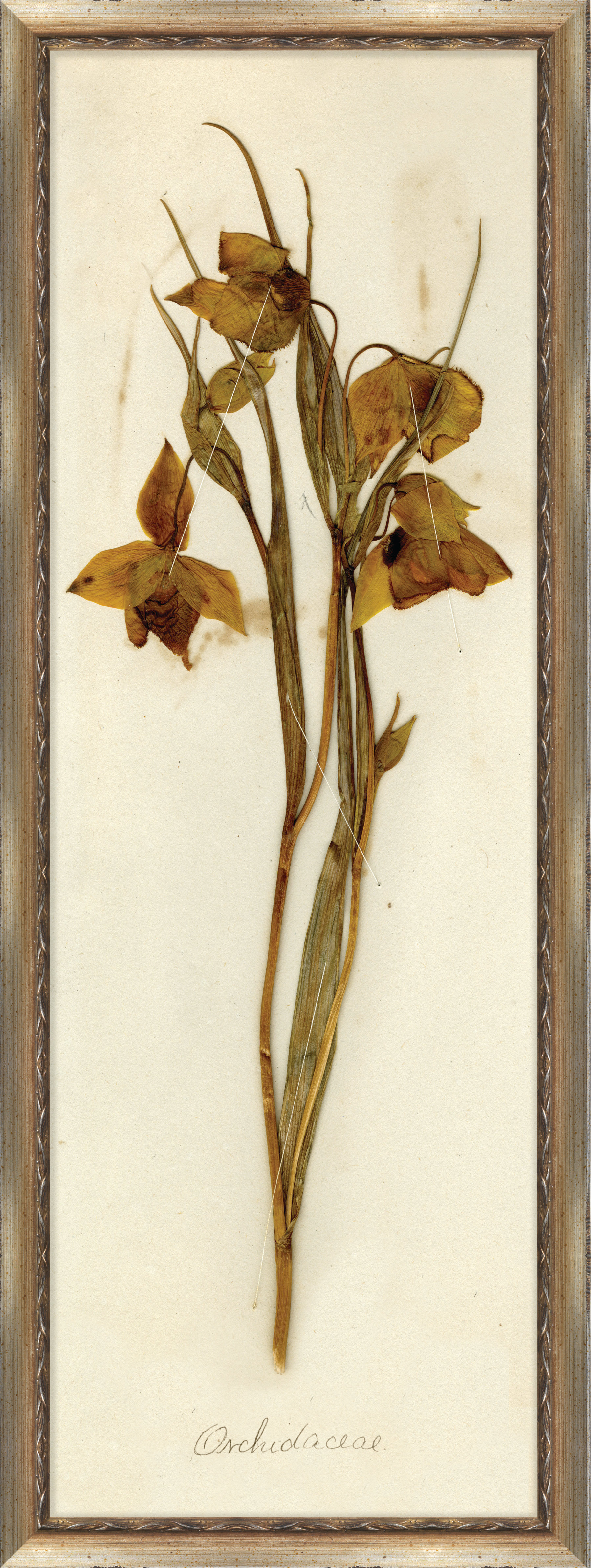 Wendover Art Group Napa Valley 1872 Herbarium IX - Picture Frame Print ...