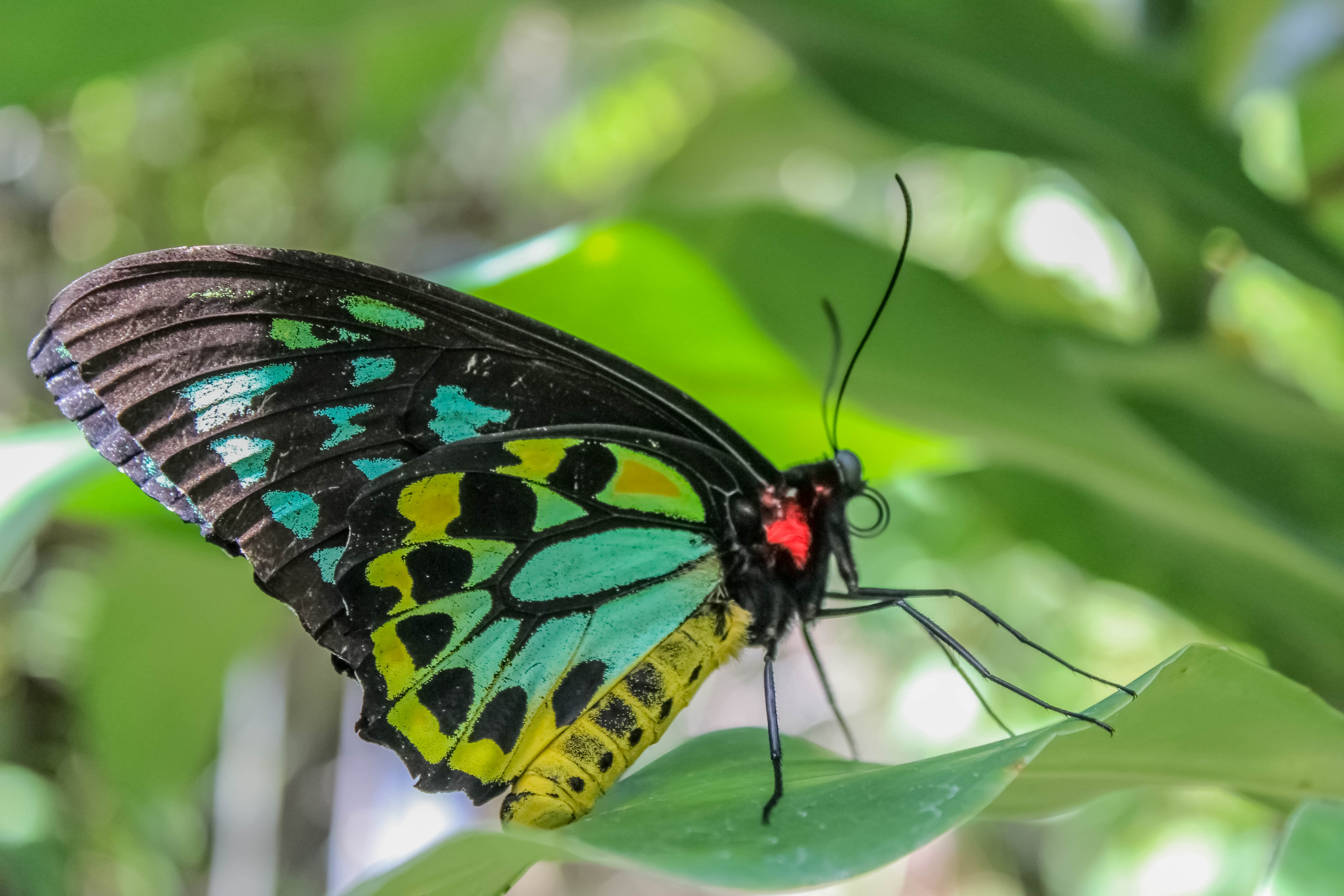 Hokku Designs Cheetara Butterfly by Sarahflateau | Wayfair