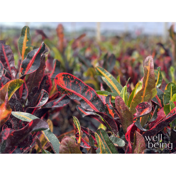 Natures Way Farms Nature's Way Farms Croton Mamey Live Plant Tall in ...