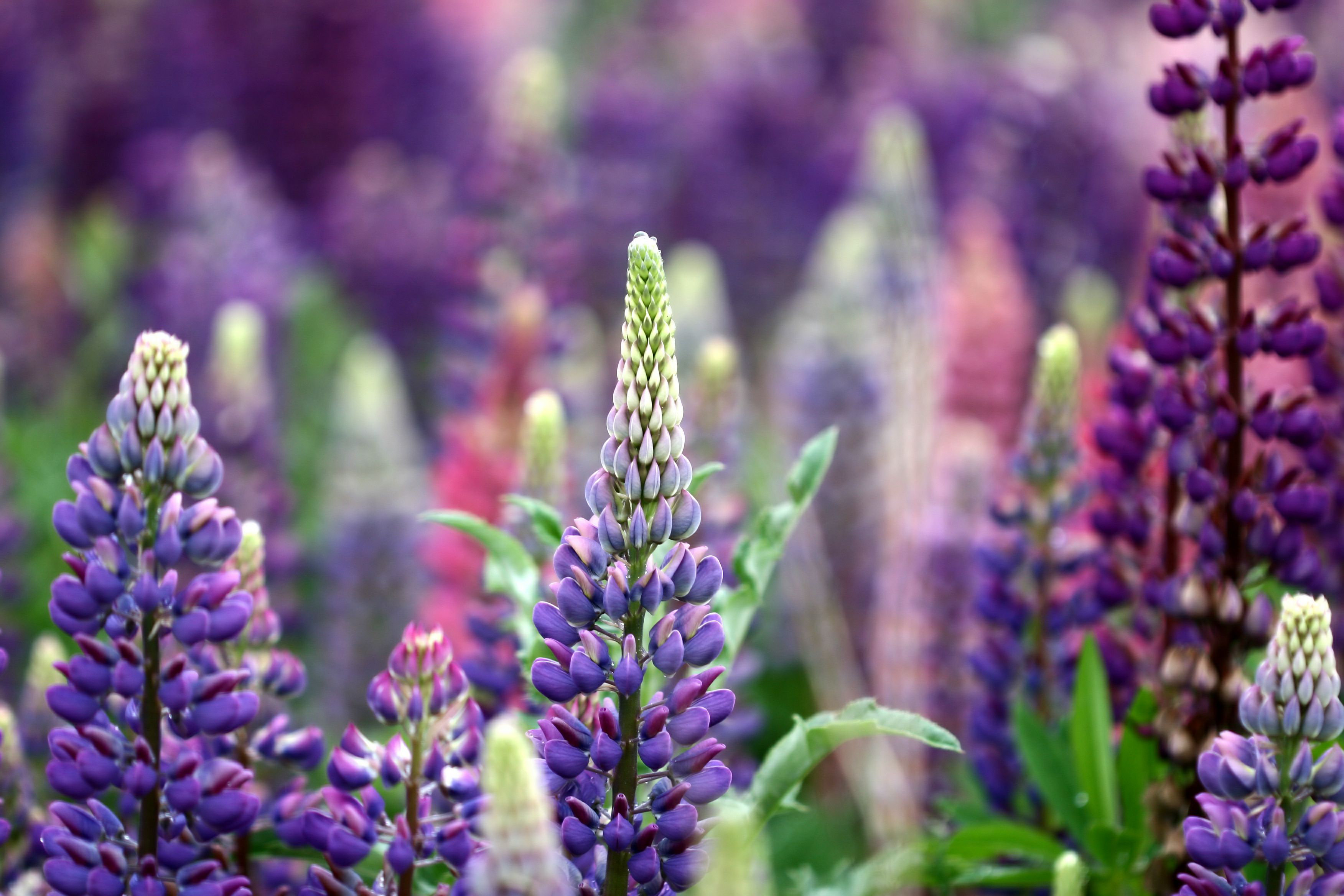 Ebern Designs Dige Lupin Field In Spring - Wrapped Canvas Photograph ...