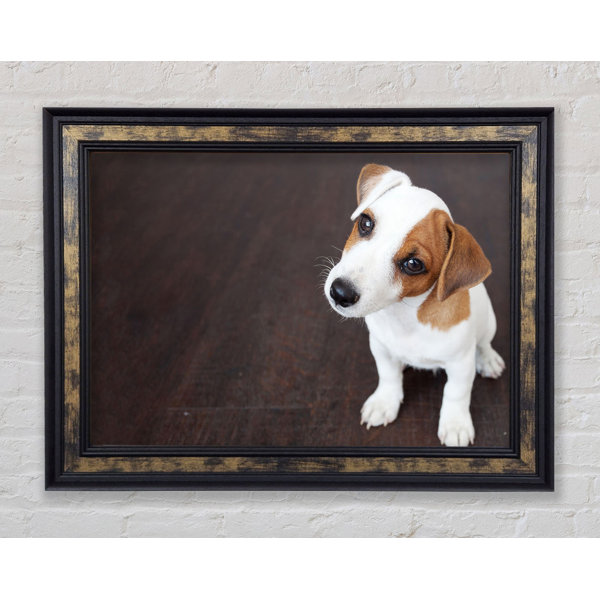 Bright Star Inquisitive Dog Jack Russell Pup - Single Picture Frame Art ...