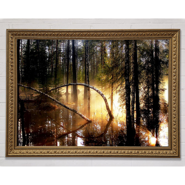 Bright Star Swamp Forest Morning Mist - Single Picture Frame Print ...
