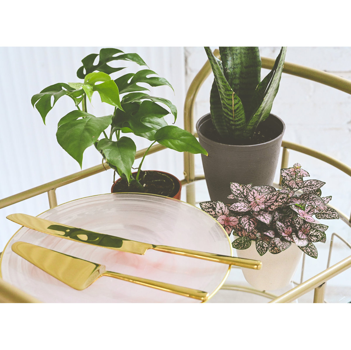 Thorsen's Greenhouse Live Pink Splash Plant & Reviews | Perigold