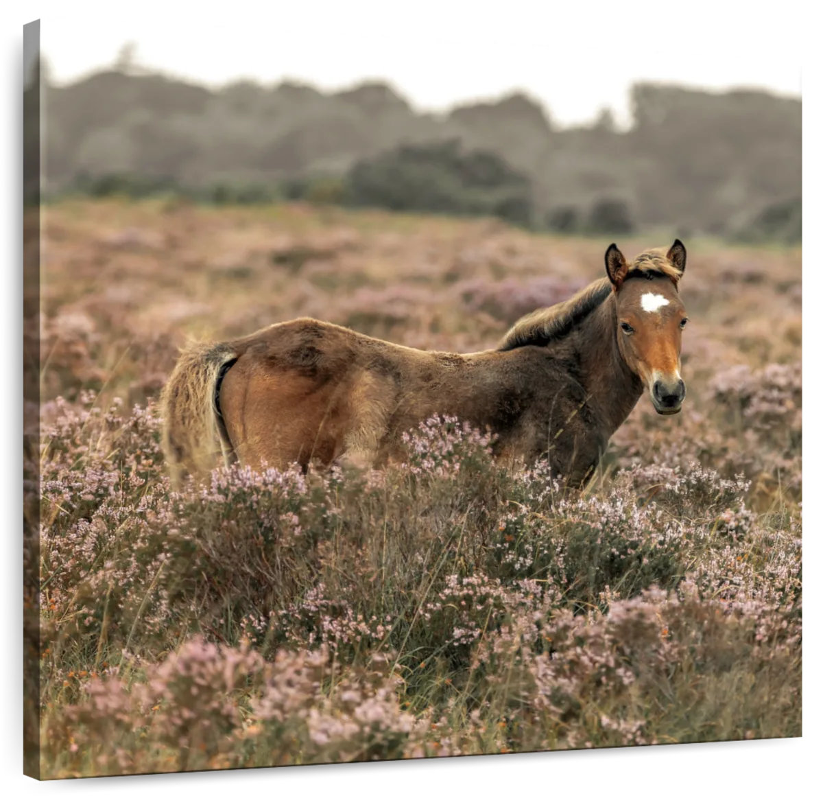 Elephant Stock Highland Horse | Wayfair