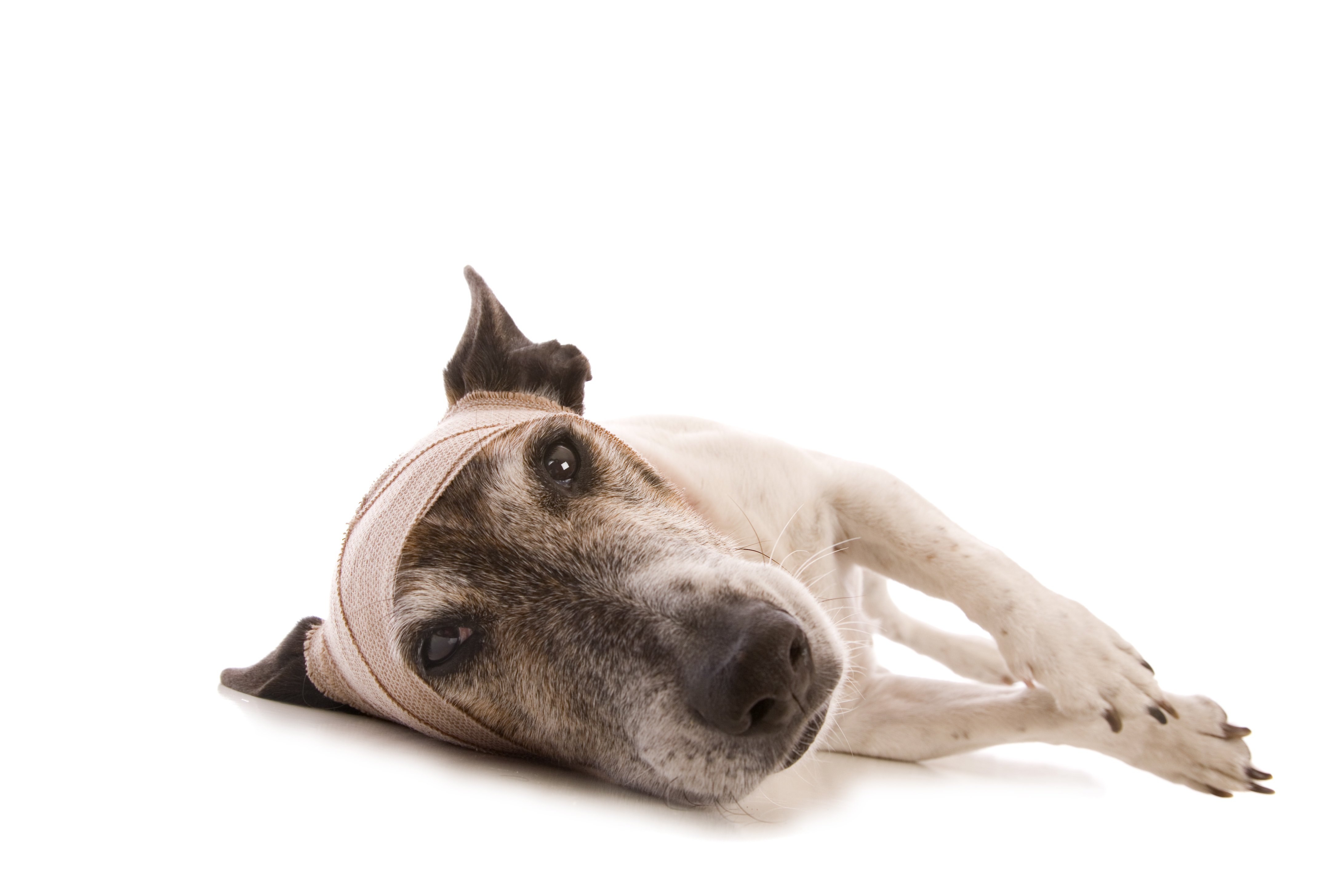 Latitude Run® Sad Injured Dog by Yellowsarah | Wayfair