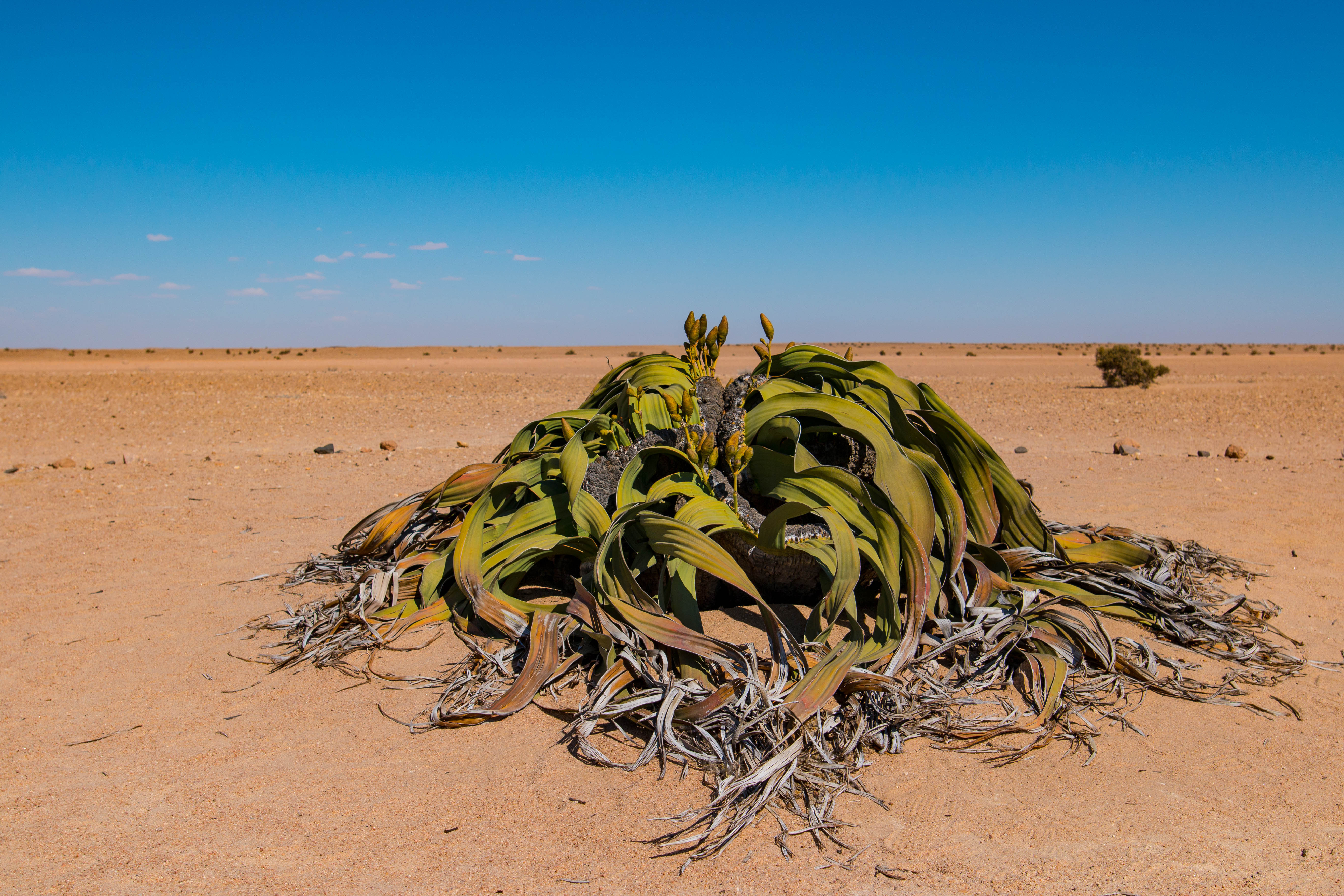 Ebern Designs Welwitschia National Flower Of Namibia - Wayfair Canada