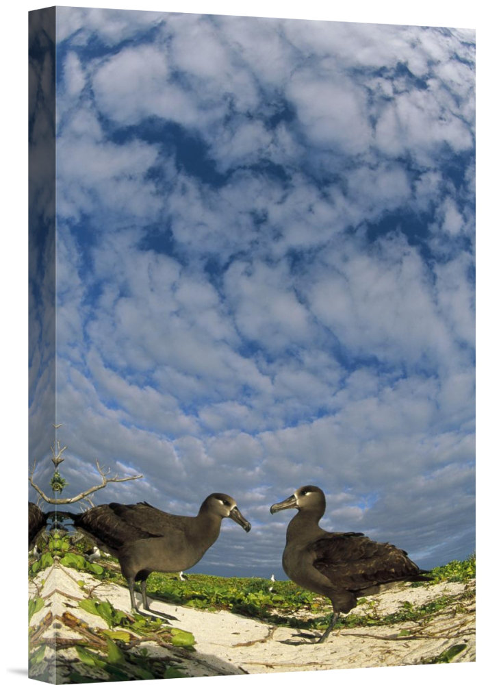 East Urban Home Black-Footed Albatross Courtship Dance, Midway Atoll ...