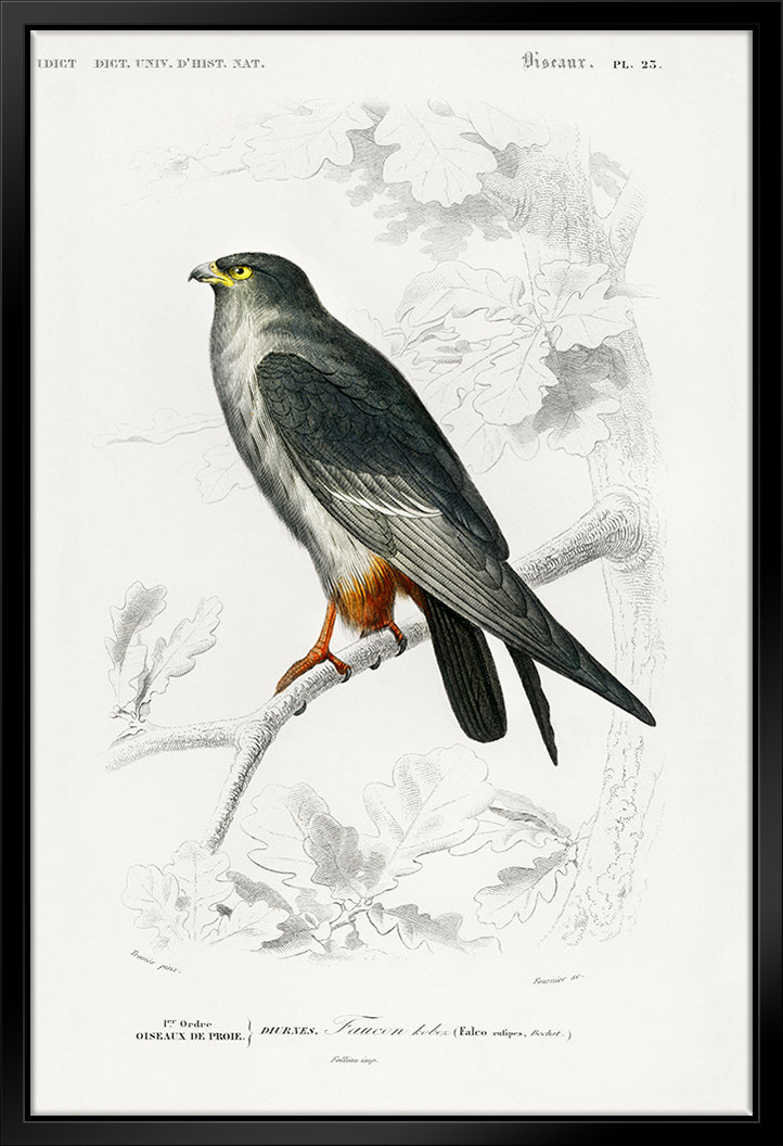ATX Art Group LLC Red-Footed Falcon by Stanley Print House - on ...