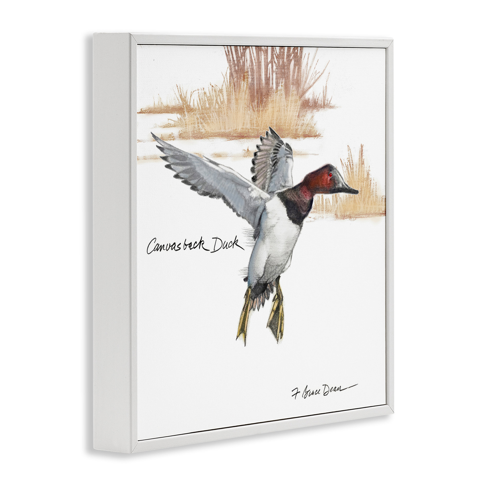 Ophelia & Co. Canvasback Duck Flying Giclee Art by Jadei Graphics ...