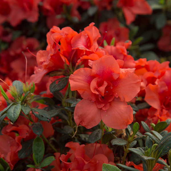 Encore Azalea 1 Gallon Autumn Embers Encore Azalea - Red Blooming ...
