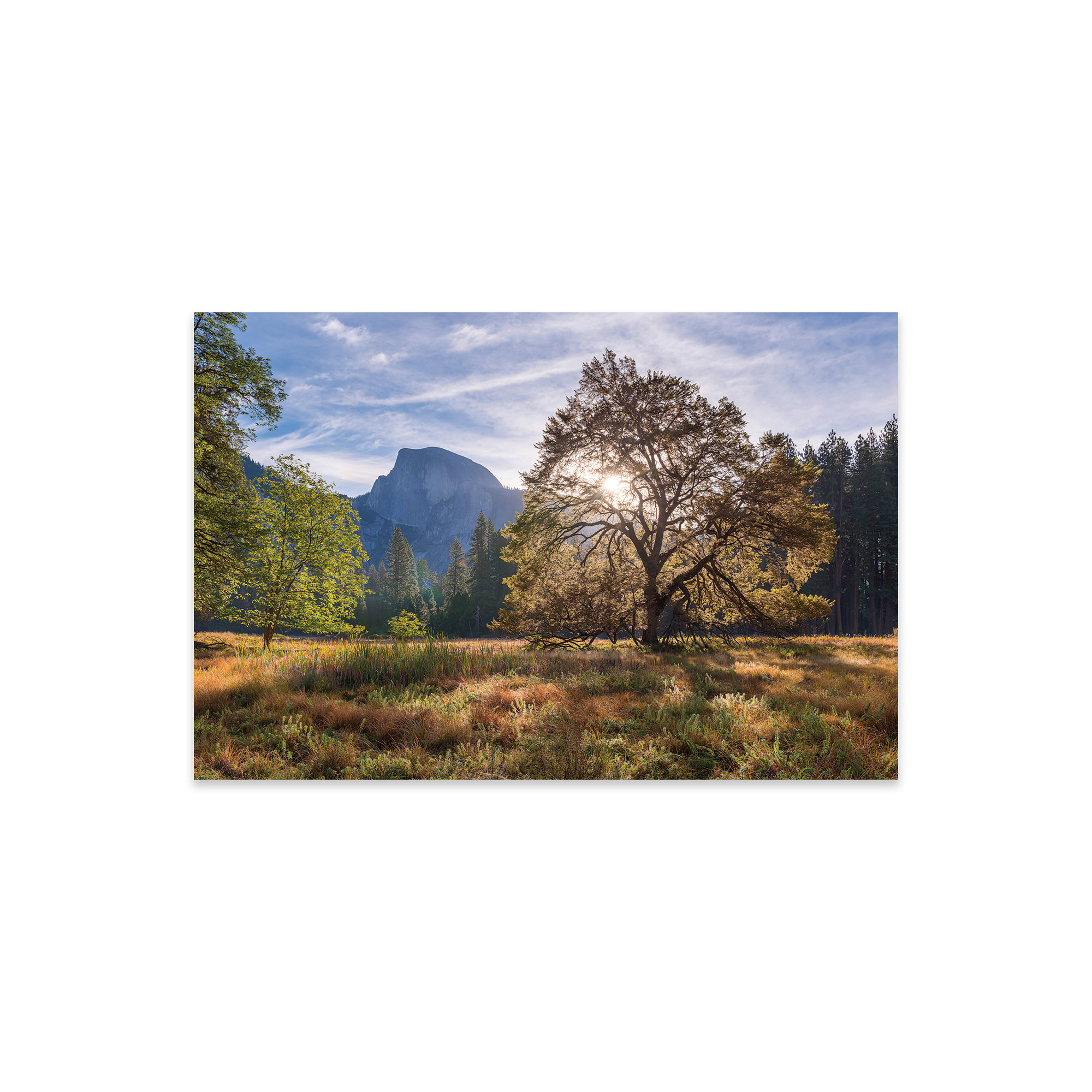 Millwood Pines Antwuan Cook’s Meadow by Adam Burton | Wayfair