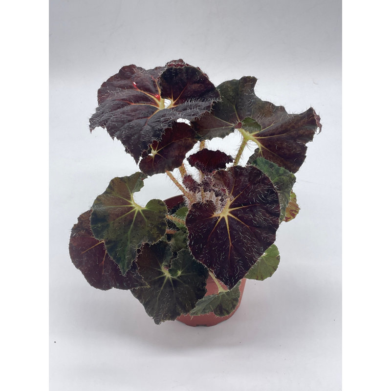 Florida House Plants Dark Purple Begonia Rex 4 Inch | Wayfair
