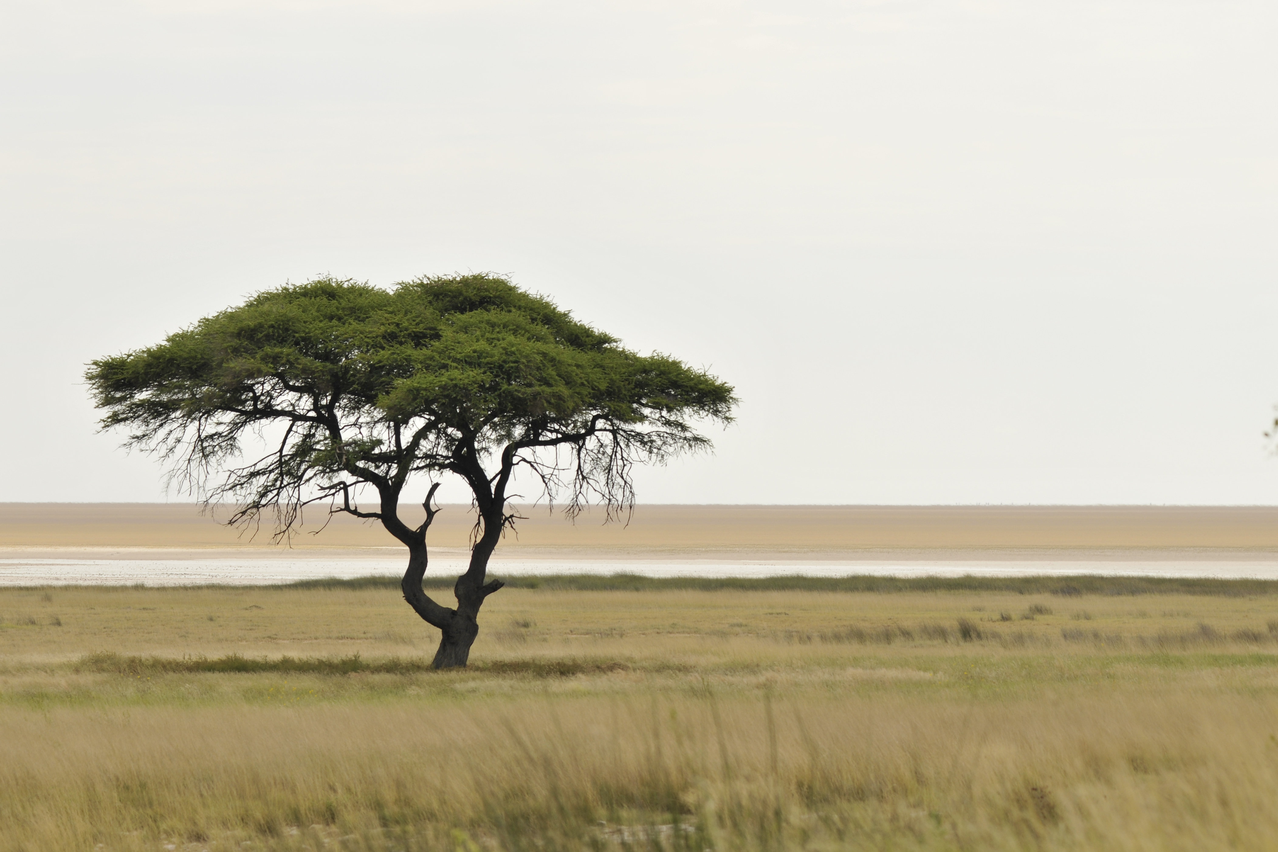 Hokku Designs Omer Acacia Tree In Africa On Canvas by Propicture ...
