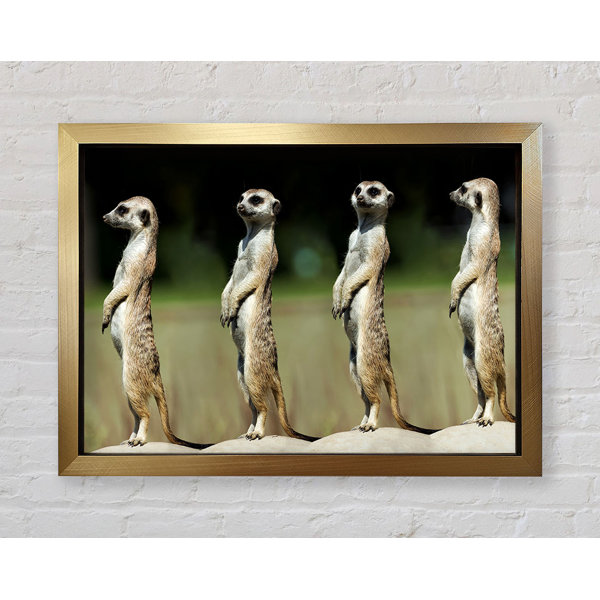 Bright Star Meerkat Team - Single Picture Frame Art Prints | Wayfair.co.uk