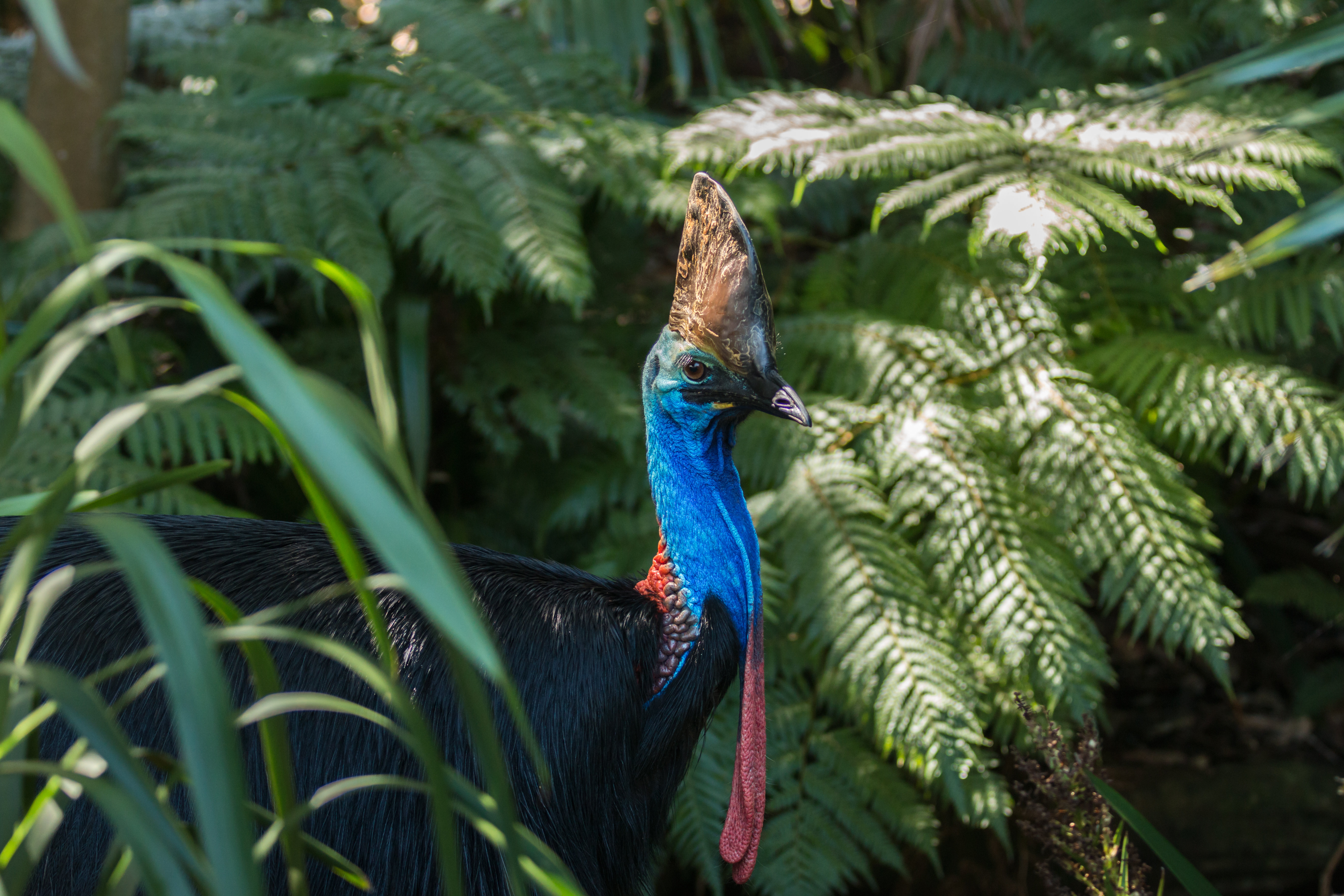 Bay Isle Home™ Southern Cassowary Bird - Australia - Wayfair Canada