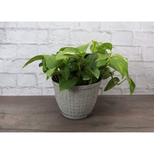 Thorsen's Greenhouse Live Golden Pothos Plant in Rustic Planter, 6 ...