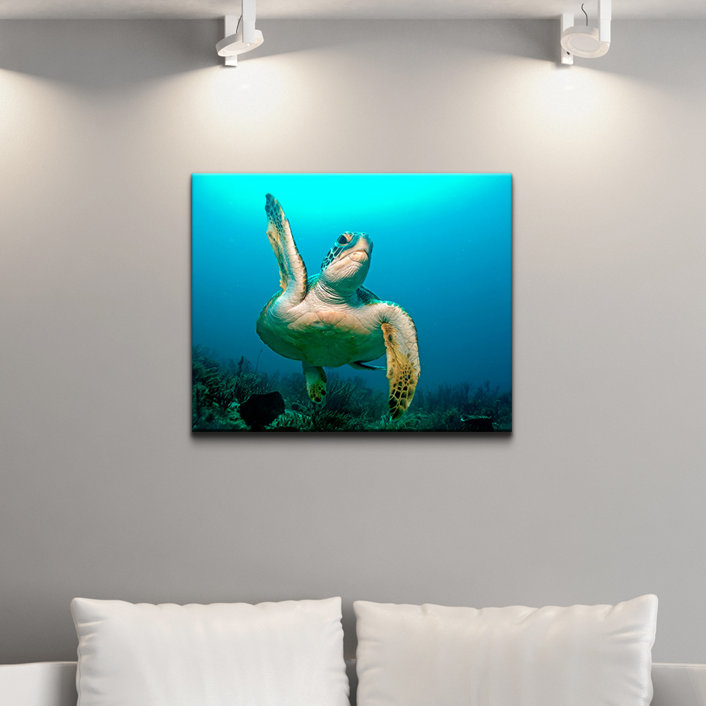East Urban Home 'Turtle High Five' by Christopher Doherty Photographic ...