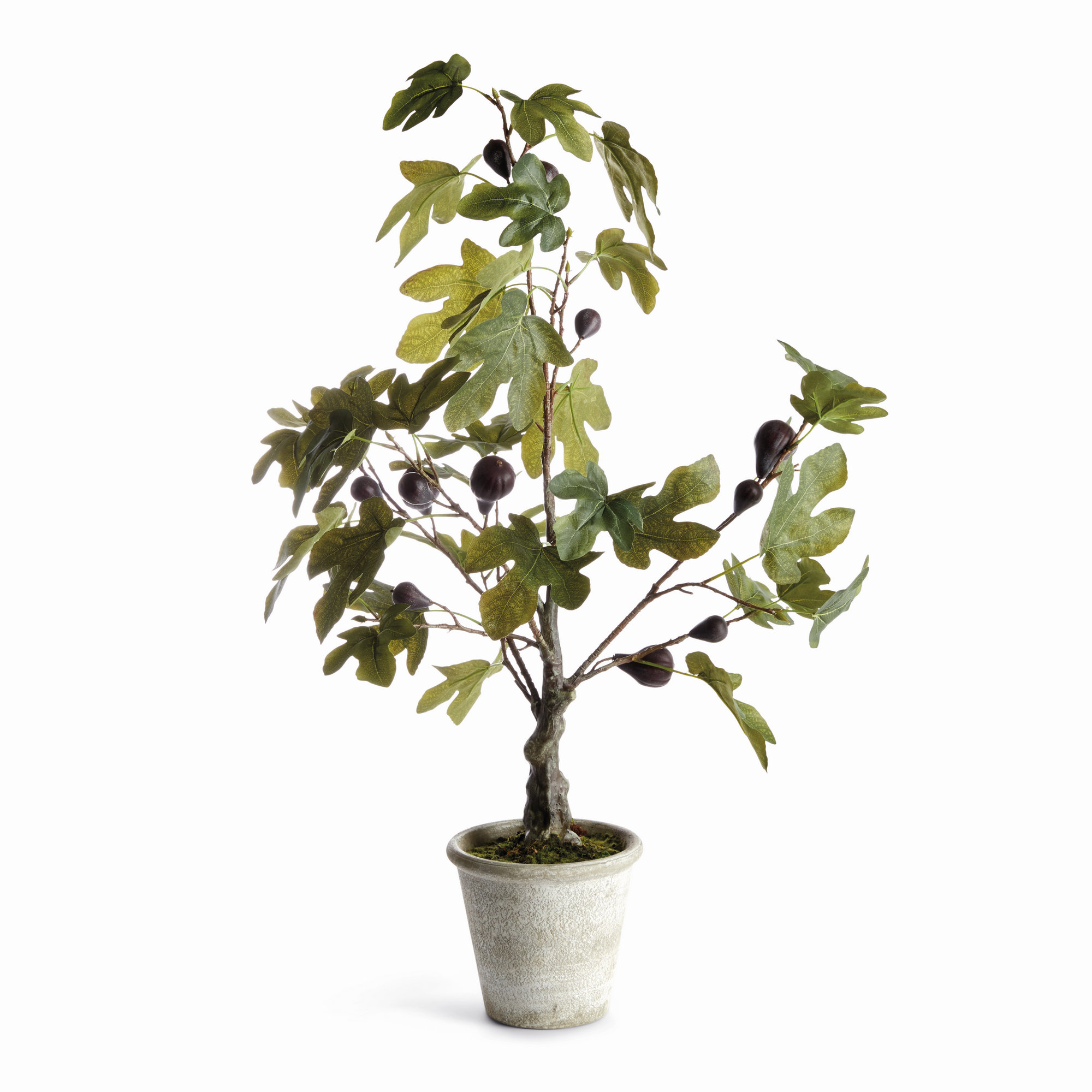 One Allium Way® FIG TREE WITH FIGS POTTED DROP-IN 34 inch | Wayfair