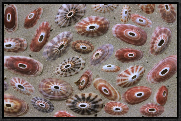 keyhole limpet shell