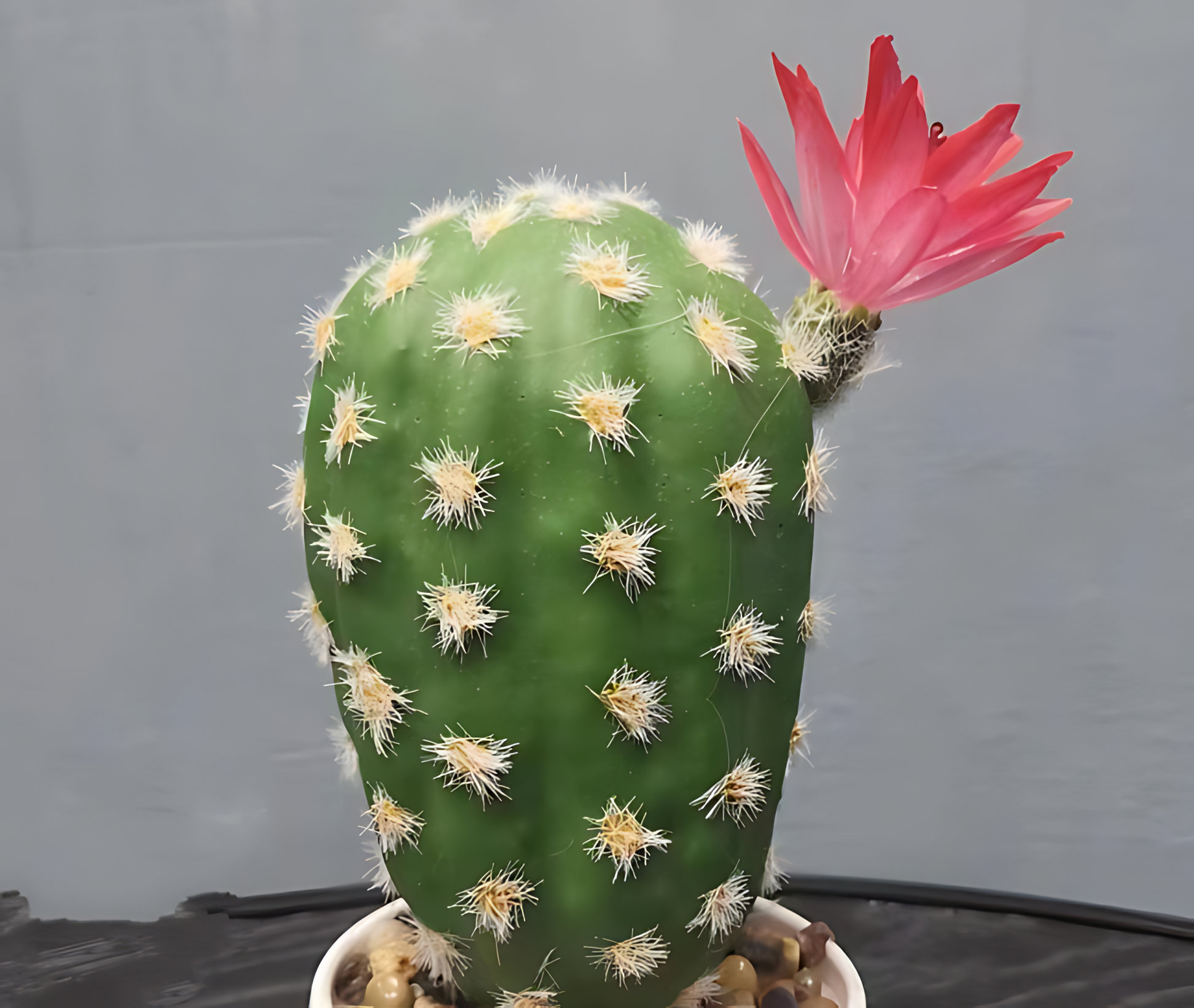 Primrue 7.87'' Cactus Plant | Wayfair