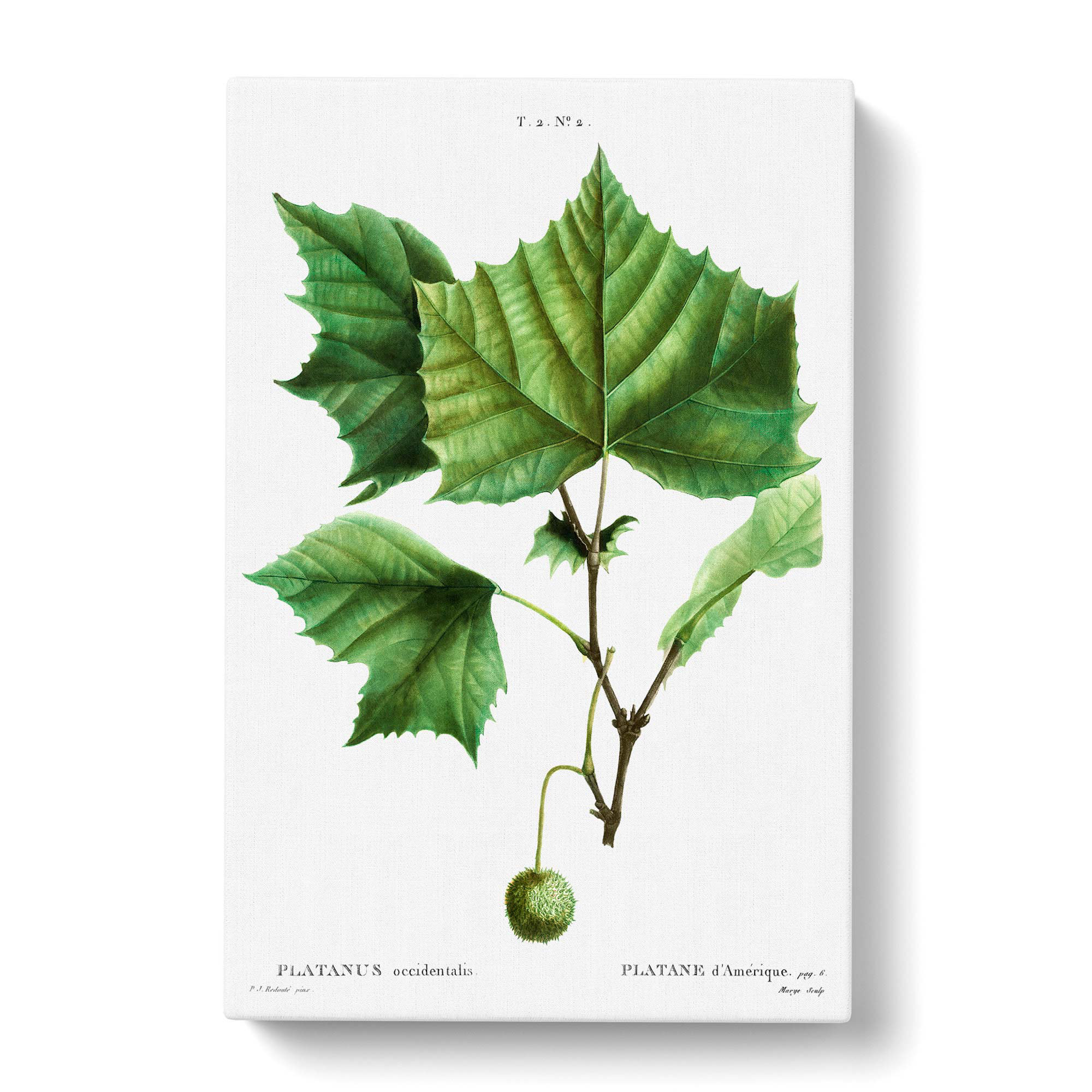 East Urban Home Sycamore Tree by Pierre-Joseph Redoute - Wrapped Canvas ...