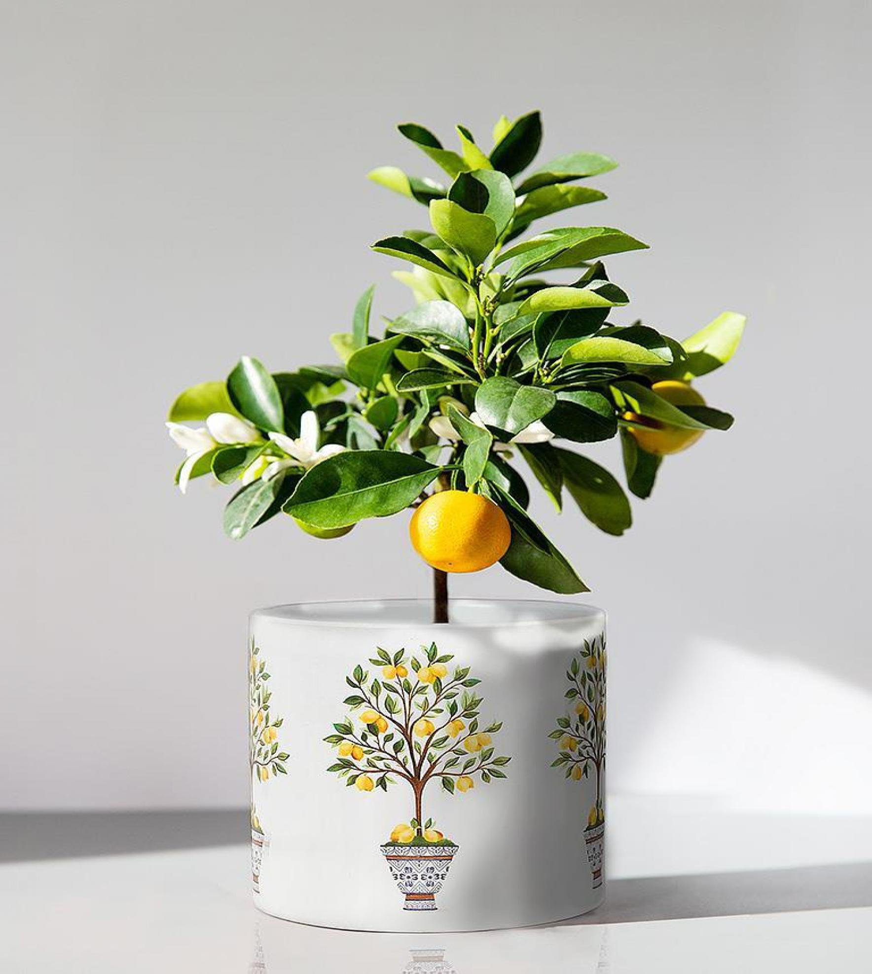 Winston Porter Lemon Trees Pattern Planter | Wayfair