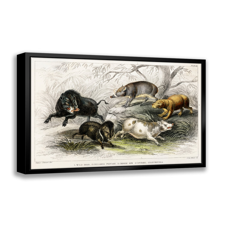 ATX Art Group LLC Types of Boar - reproduction de cadre flottant sur ...