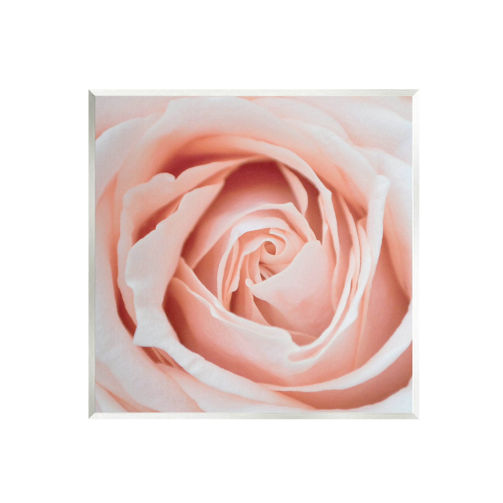 Stupell Industries Pink Close Up Rose On MDF by LSR Design Studio Print ...