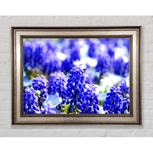 Bright Star Grape Hyacinths - Single Picture Frame Print | Wayfair.co.uk