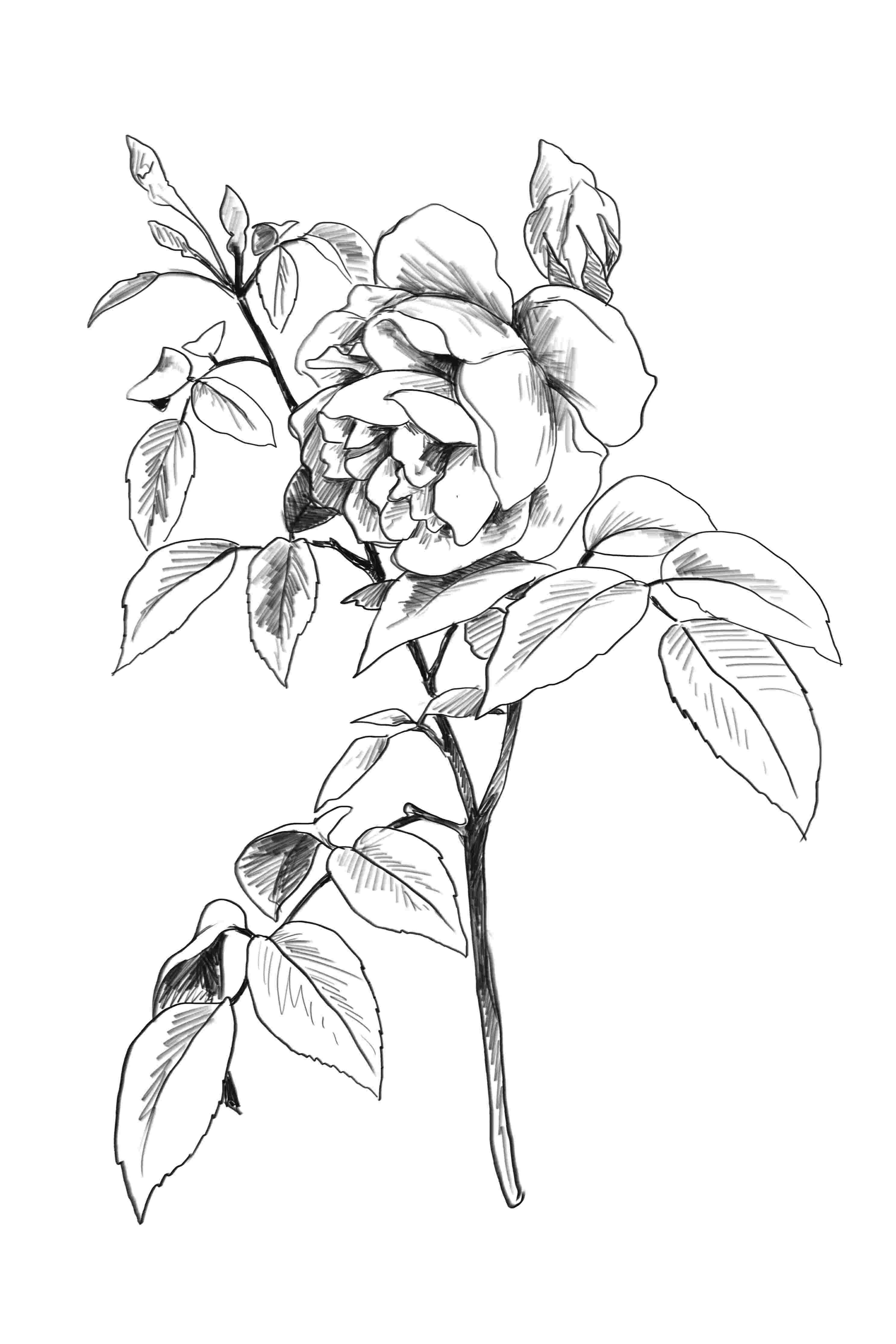 Winston Porter Rose Drawing - Wrapped Canvas Drawing Print | Wayfair
