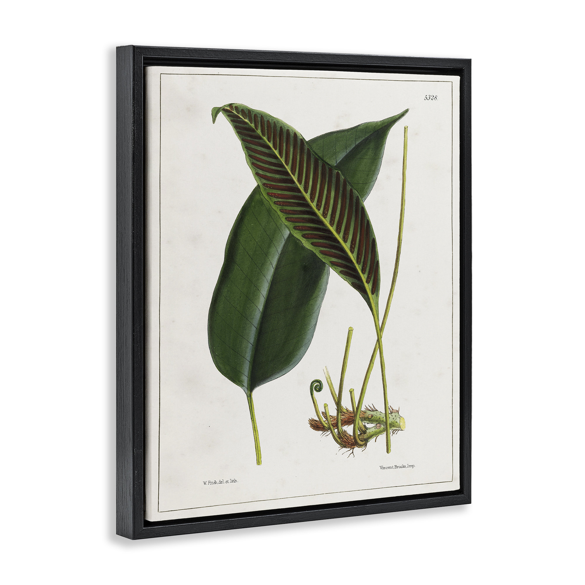 Latitude Run® Leaf and its Underside Study Canvas Wall Art by Tina ...