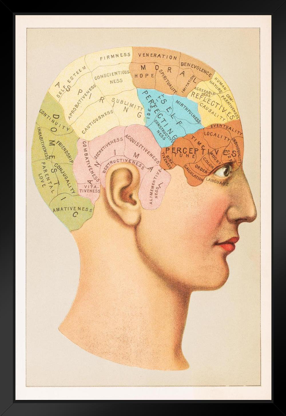 Phrenology Chart