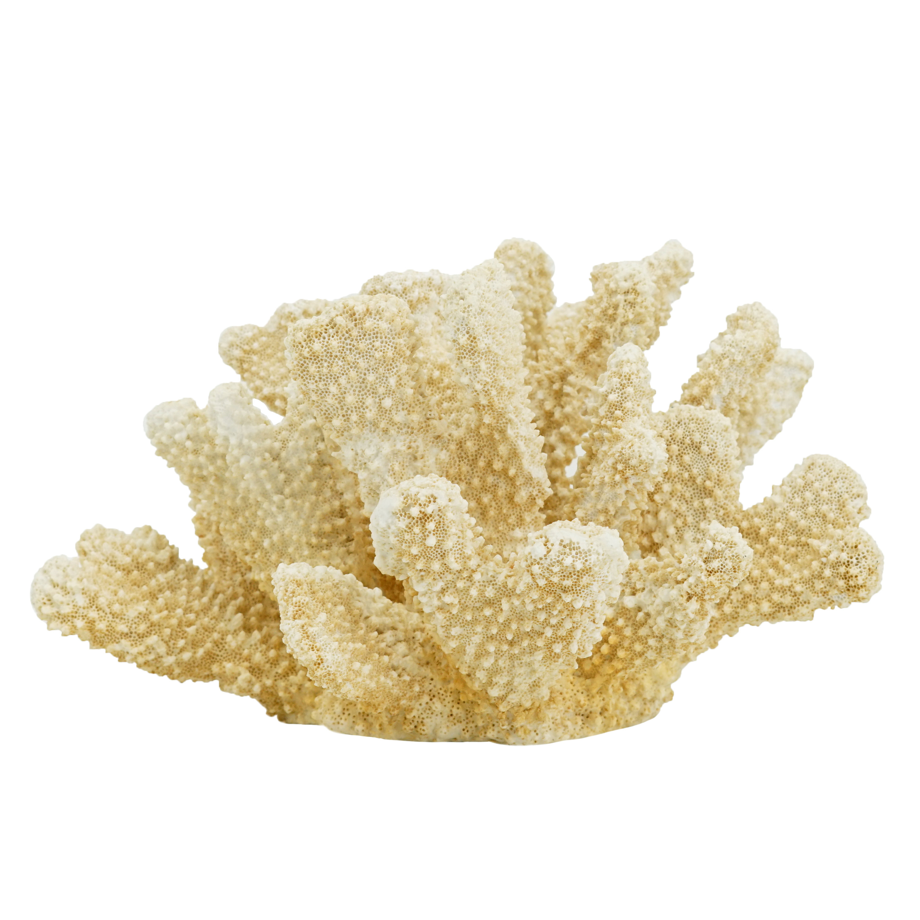 Rosecliff Heights Faux Coral - 8.5" x 6.5" x 5.5" - Cream | Wayfair