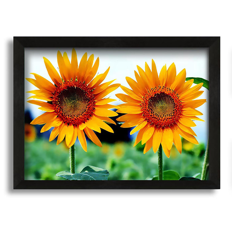 August Grove Twin Sunflowers - Single Picture Frame Photograph on ...