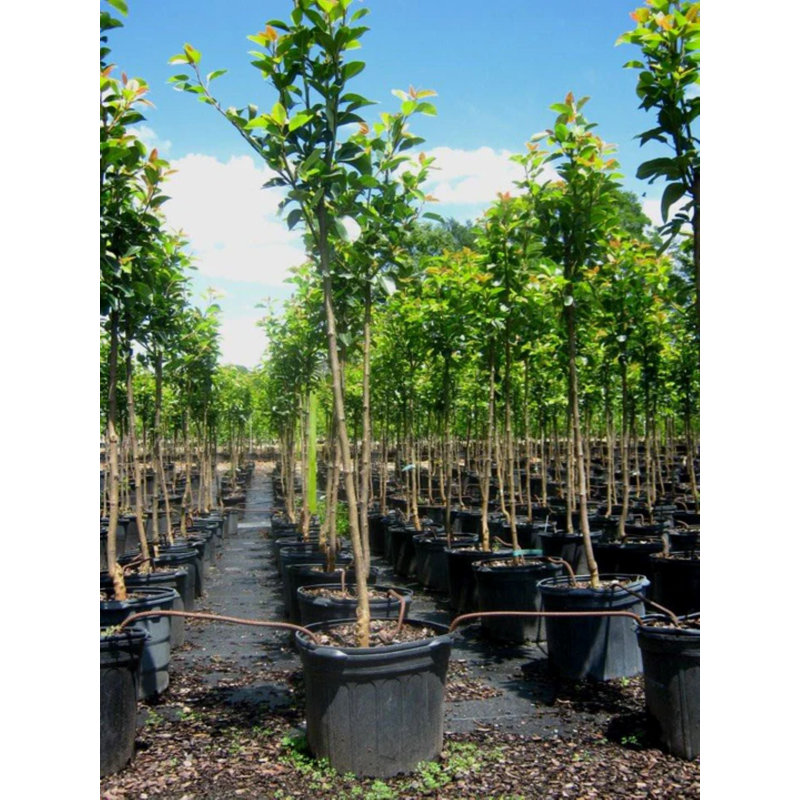 American Plant Exchange Fruit Trees Hood Pear Outdoor Landscape Tree ...