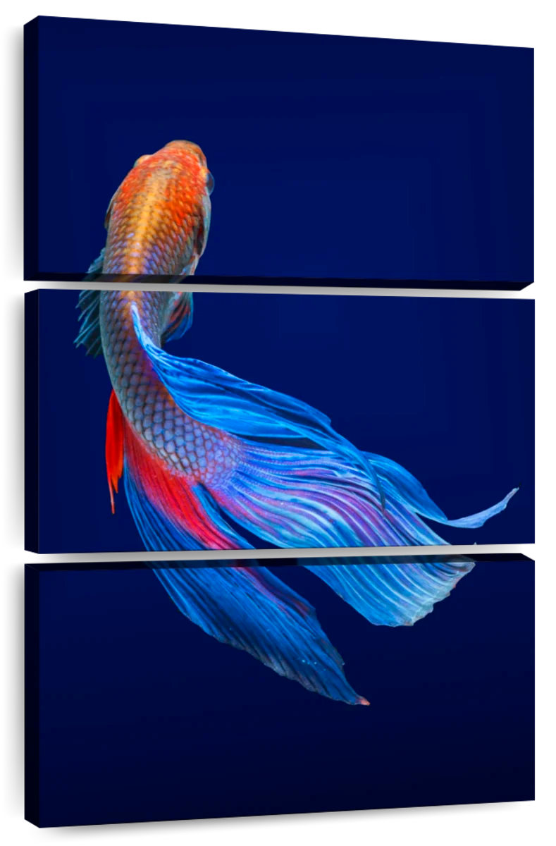 Ebern Designs Brampt Thai Betta Fish | Wayfair