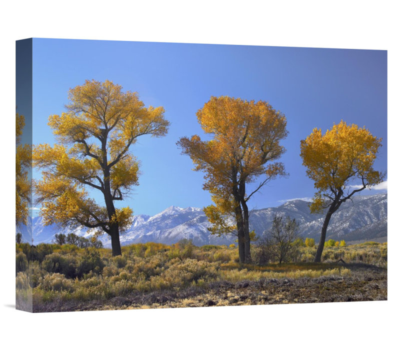 Bless international Nevada Carson Valley Fall Foliage 'Cottonwood Trees ...