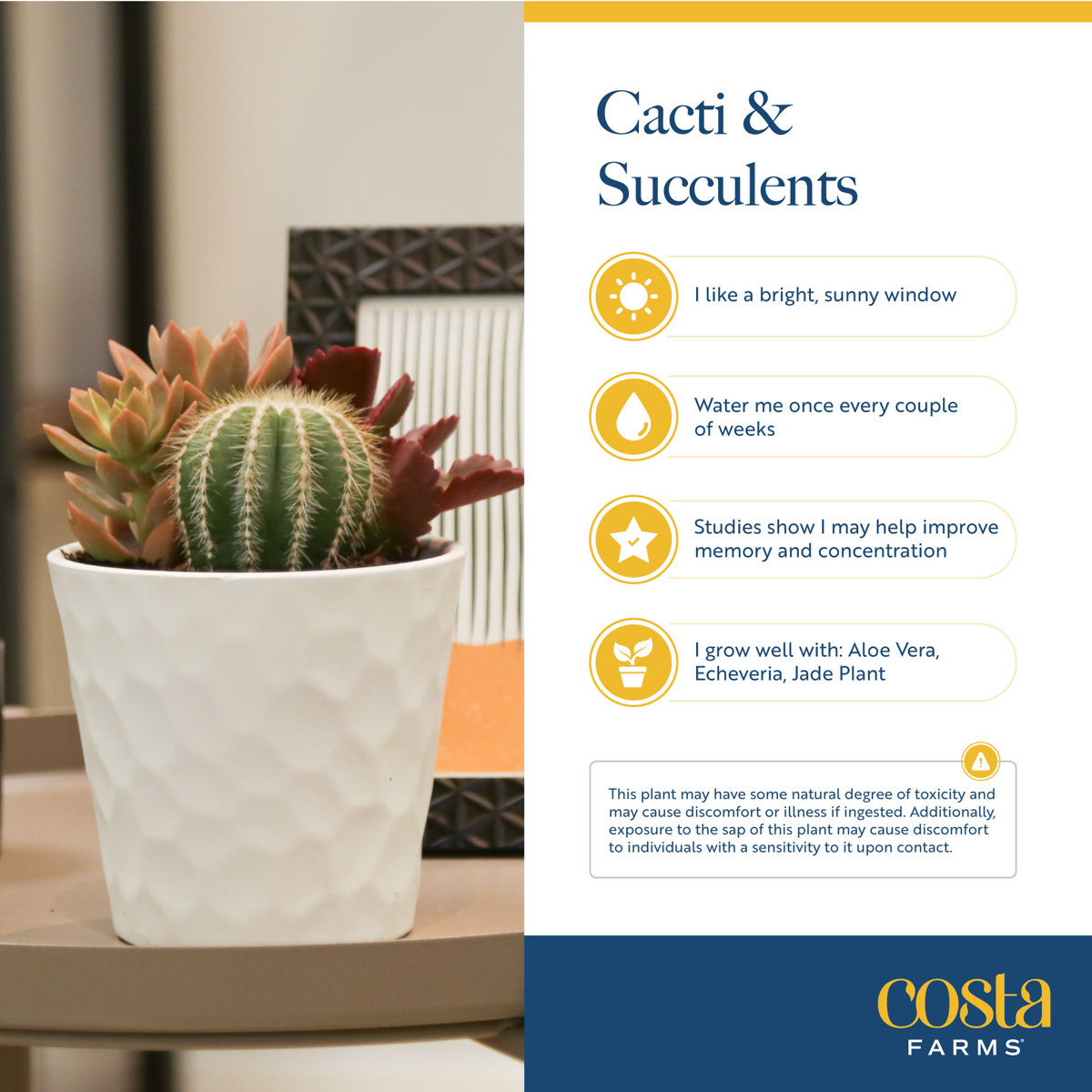 Costa Farms 24 Piece Costa Farms Live Mini Succulent Low Maintenance ...
