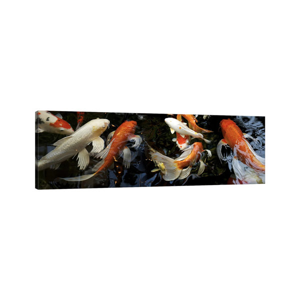 Bay Isle Home Koi Carp Swimming Underwater - Wrapped Canvas Panoramic ...