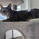 Tucker Murphy Pet™ 58" Bybee Cat Tree or Condo & Reviews | Wayfair