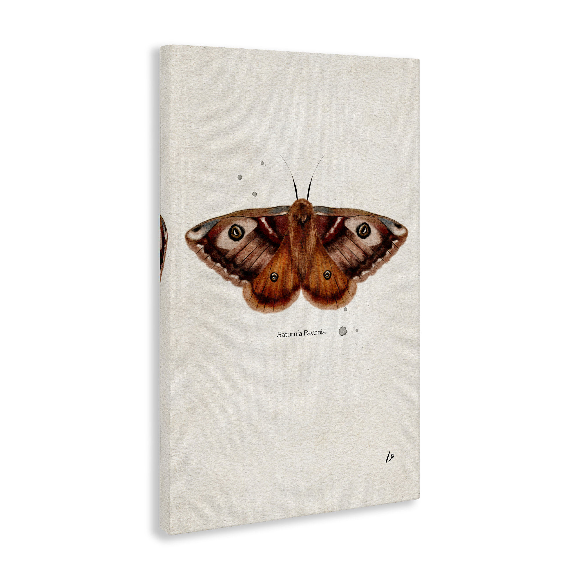 August Grove® Scientific Moth Canvas Wall Art by Lydia Orange | Wayfair