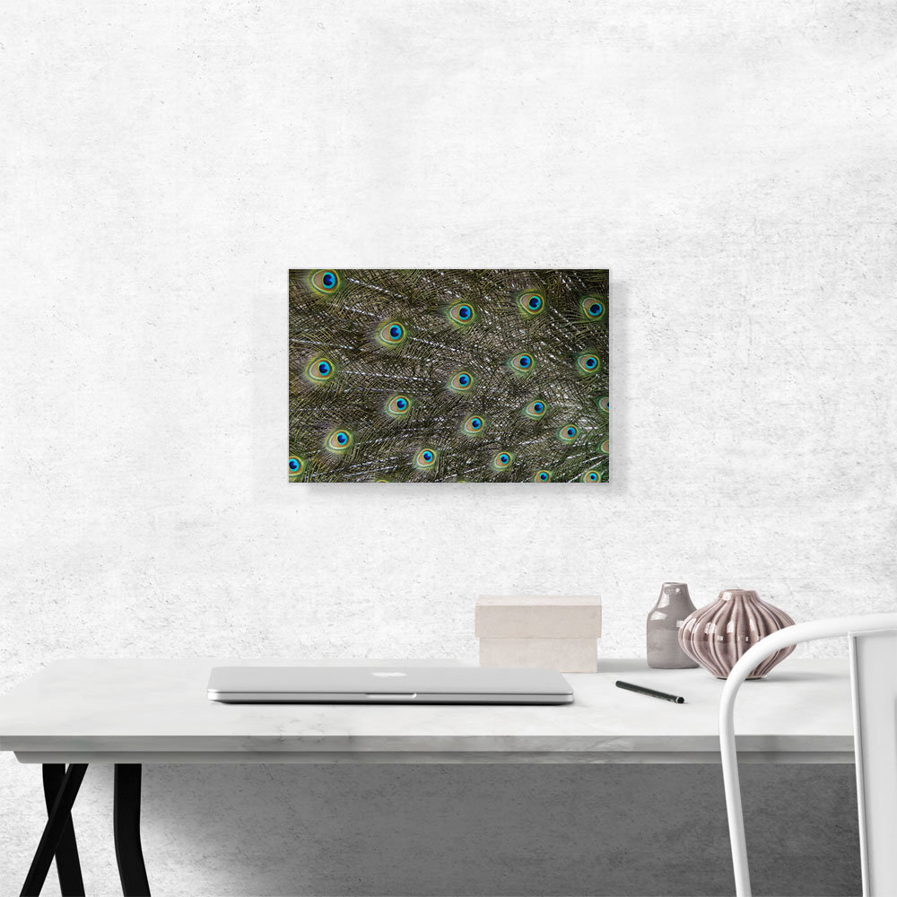 ARTCANVAS Peafowl Tail Zoo - Wrapped Canvas Photograph Print | Wayfair