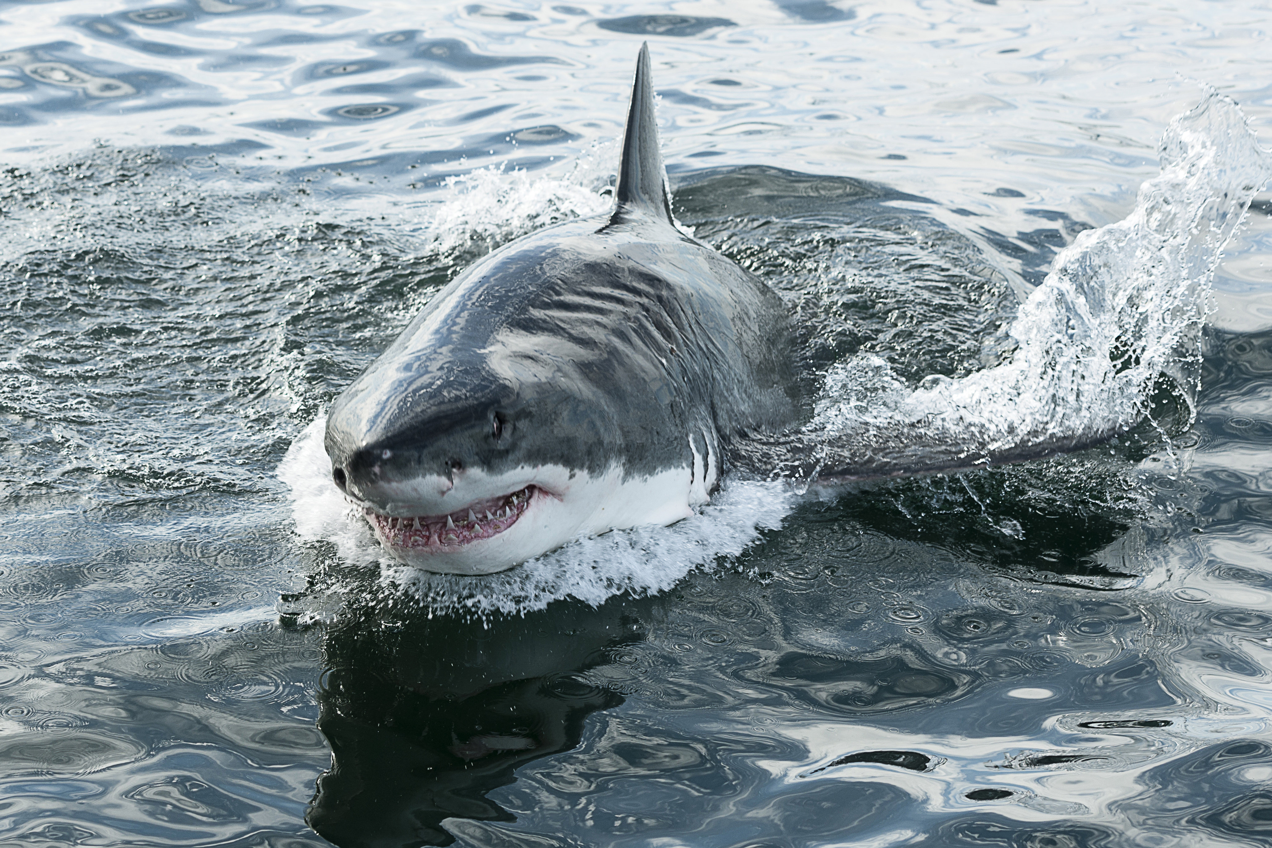 Highland Dunes Great White Shark by Elizabethhoffmann - Wrapped Canvas ...