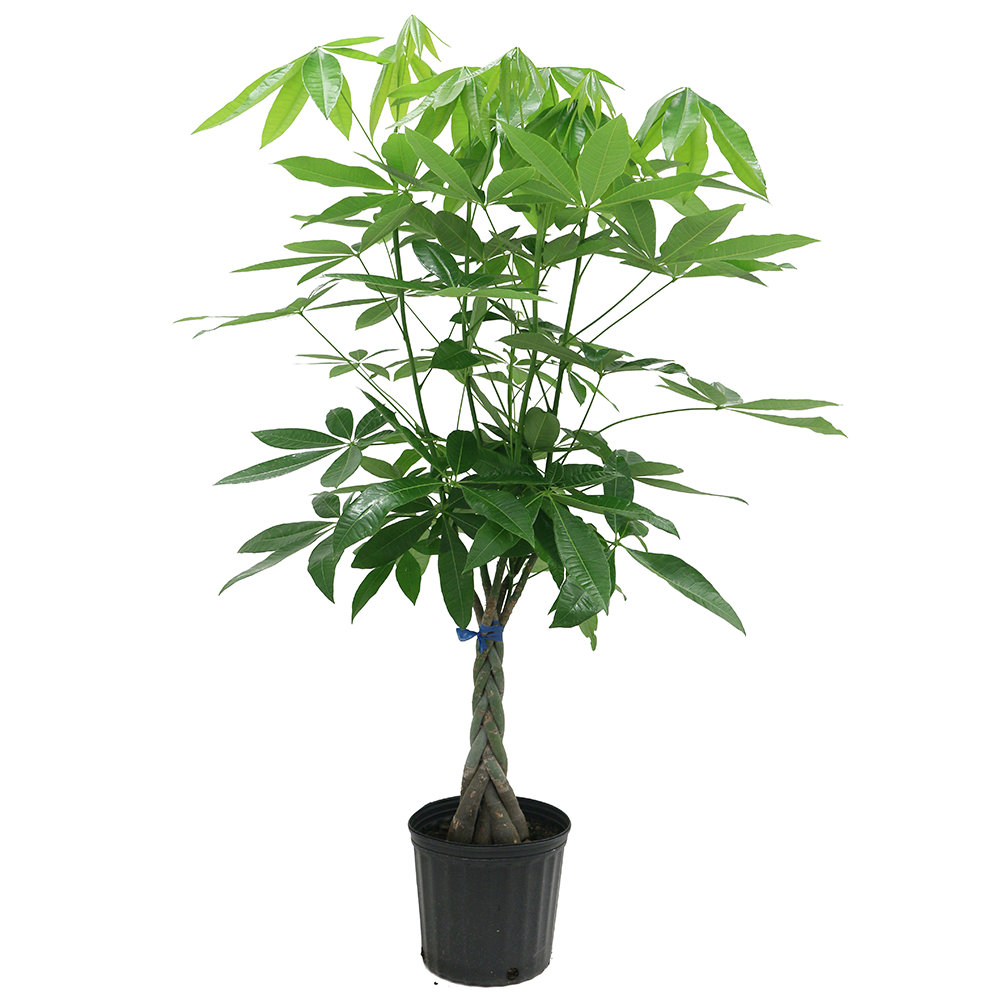 Costa Farms Indoor Pachira Braid Money Tree House Plant in 10-inch ...