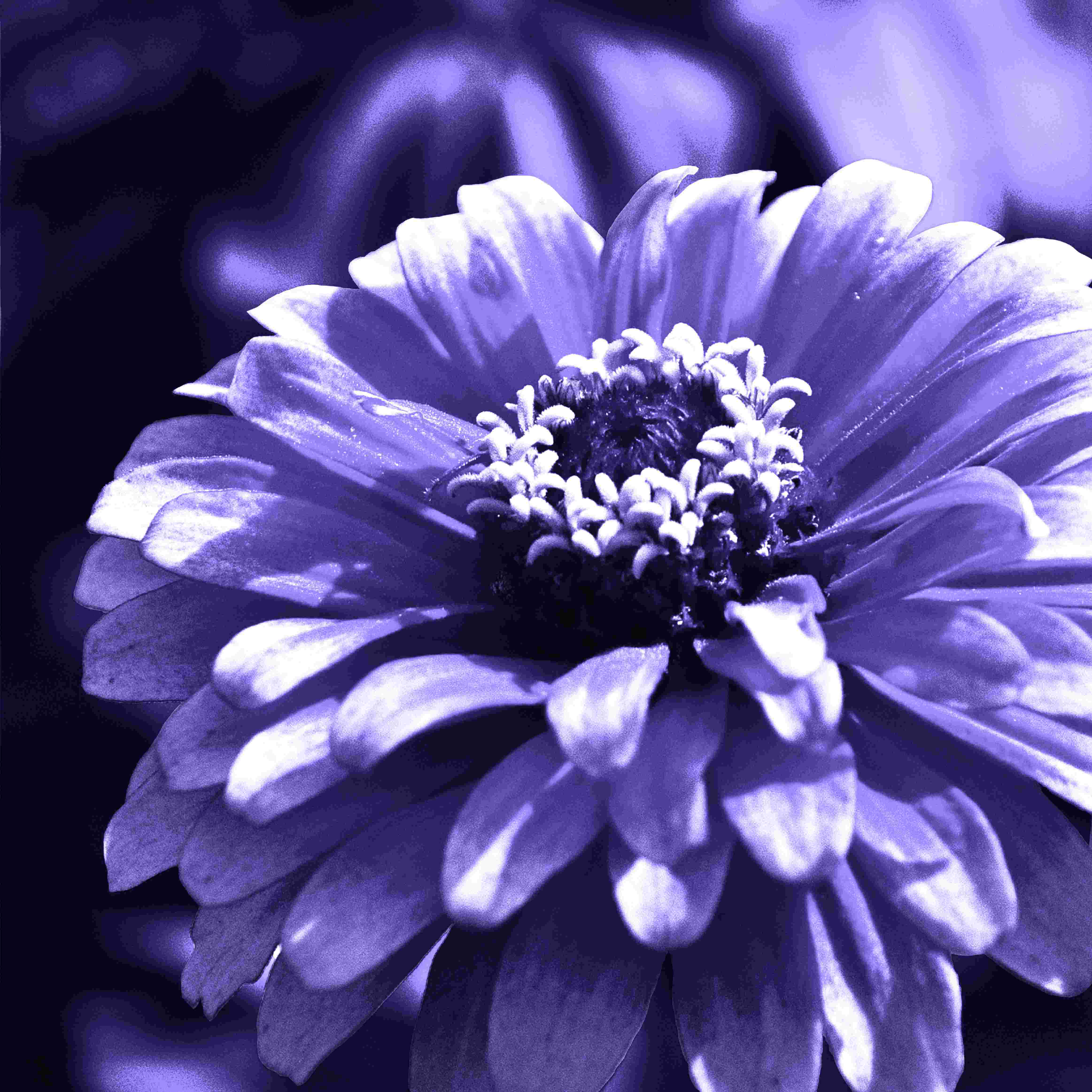 Winston Porter Purple Dusk Flower - Wrapped Canvas Painting | Wayfair