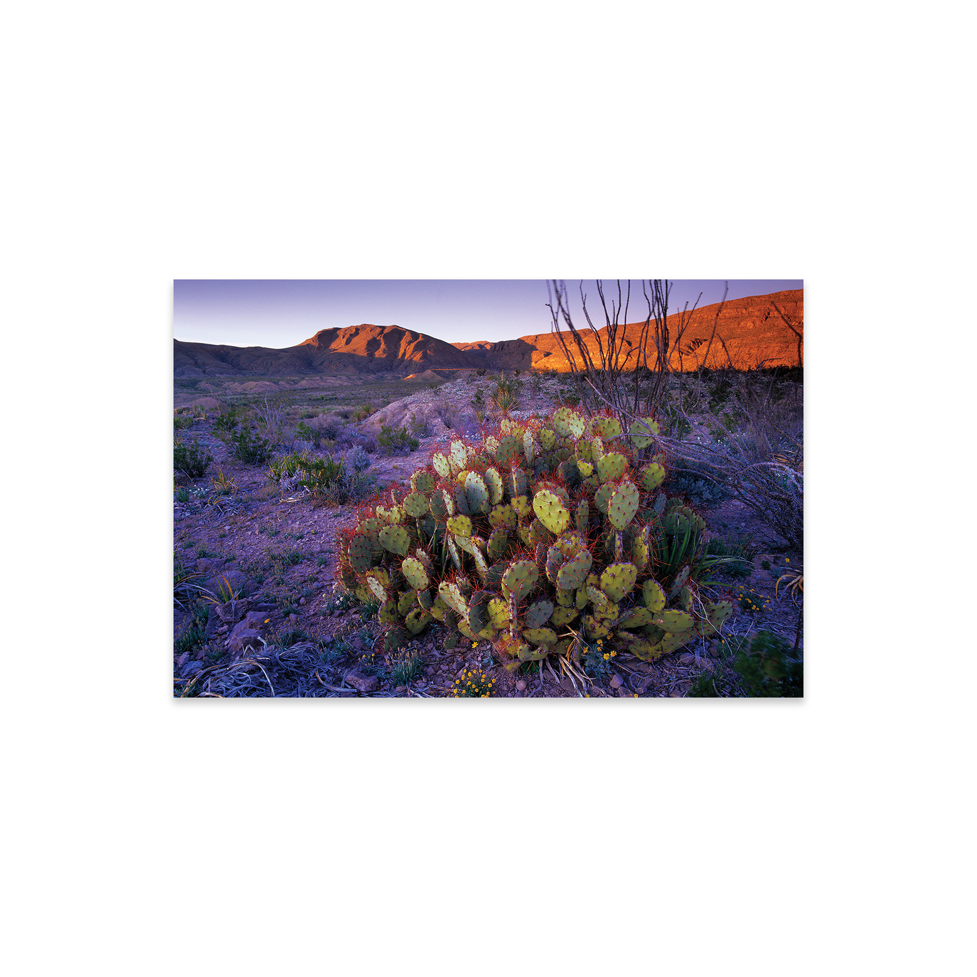 Latitude Run® Helko Opuntia In Chihuahuan Desert Landscape, Big Bend ...